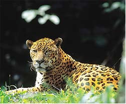 Floresta Equatorial. Características da Floresta Equatorial